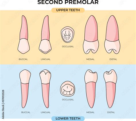 Upper And Lower Second Premolar Teeth In Various Angles That Can Be