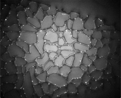 A New Tool For Flow Assurance And Measuring Wax Deposition Interface