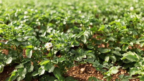 Real Time Monitoring Of Crop Diseases Using Drone And Ai Technology