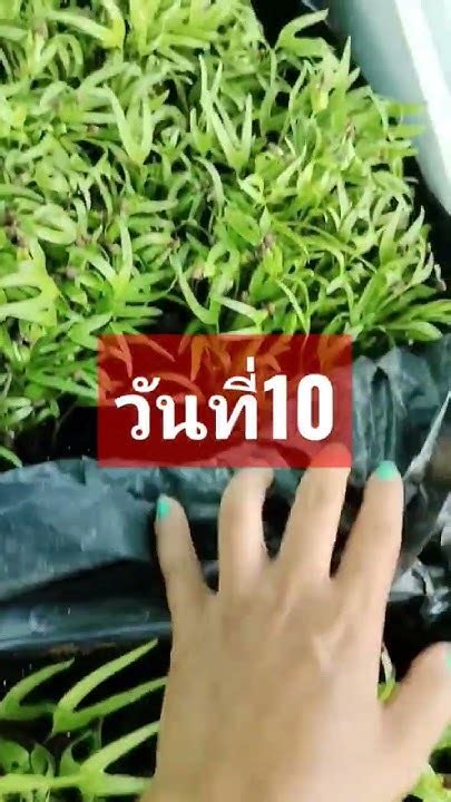 ผักบุ้งไร้ดินผักชีไร้ดินวันที่ 10 ญาญ่า Garden Youtube