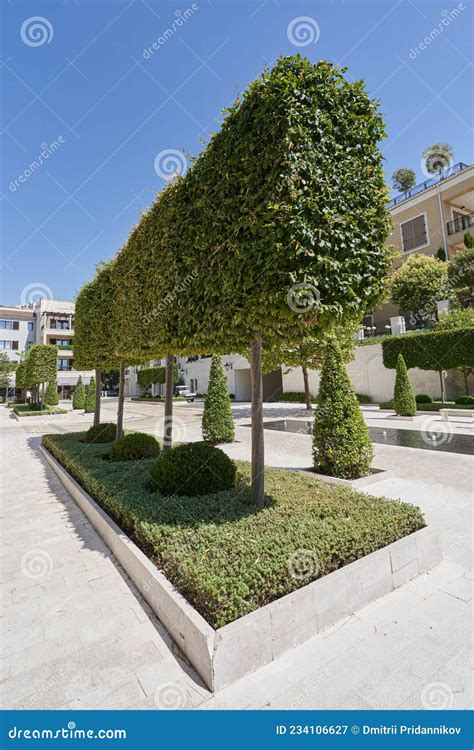 Shaped Trimmed Tree Of Rectangular Shape In The European City Of Tivat