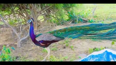Peacock Of Thar Youtube