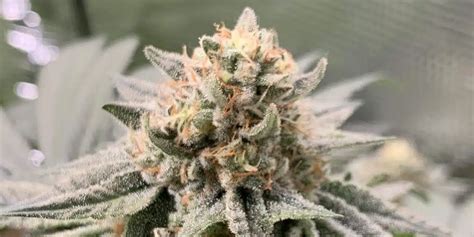 How To Grow Coma Strain Seeds Blimburn Seeds