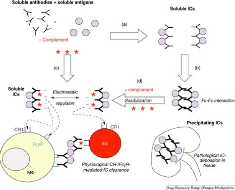 Diagram To Illustrate A Hypothesis On How The Complement System
