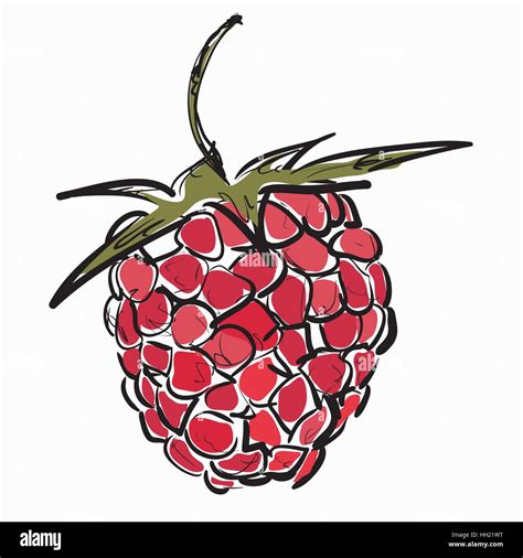 Raspberry Vector Illustration Stock Vector Image And Art Alamy