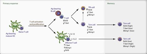 Memory The Incomplete Unhappening Of Differentiation Immunity
