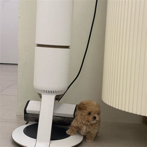 크림토이푸들 설쿠키 나 얼마나 귀여워~~🐻🤎 강아지릴스 둥글게둥글게🎶 토이푸들 크림토이푸들 초소형푸들