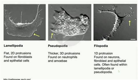 Introduction To The Dynamic Cell Flashcards Quizlet