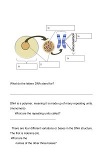 DNA Model Instructions