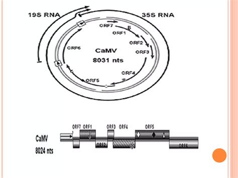 Vector Mediated Gene Transfer Methods For Transgenesis In Plants Pptx