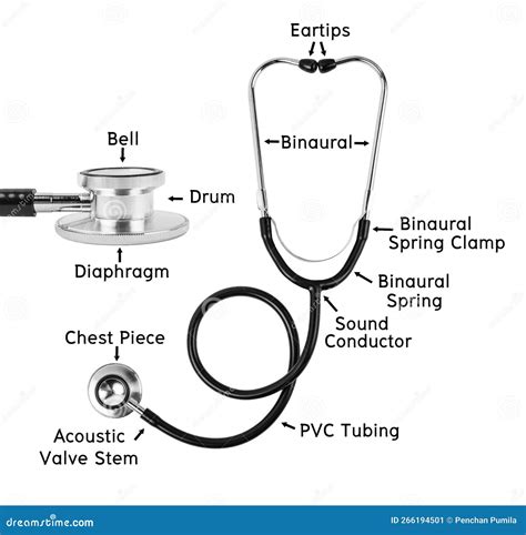 Anatomy Of Stethoscope Medical Or Components Of A Stethoscope Medical