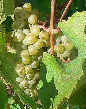 VINEA :: Malvasia Spumante Brut