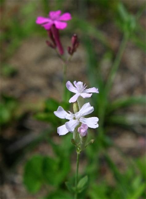 四季の山野草ムシトリナデシコ