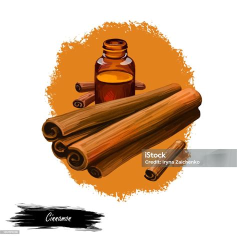 시나몬 드라이 스틱과 병 치료 고립 된 디지털 아트 일러스트 말린 나무 껍질 스트립 유리 병에 껍질 분말 계피 베럼 매운 음식 조미료 약은 부작용 가지 식물 부위에 대한