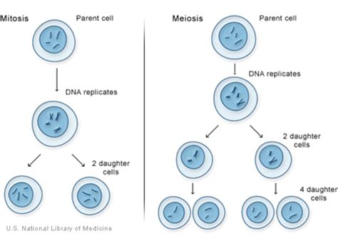 Cell Cycle Mitosis And Meiosis 9th Grade Flashcard Quizizz