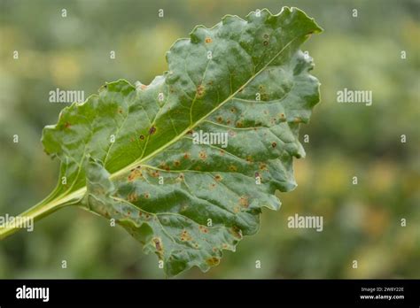 Sugar Beet Beta Vulgaris Crop Leaf Infected With Rust Uromyces