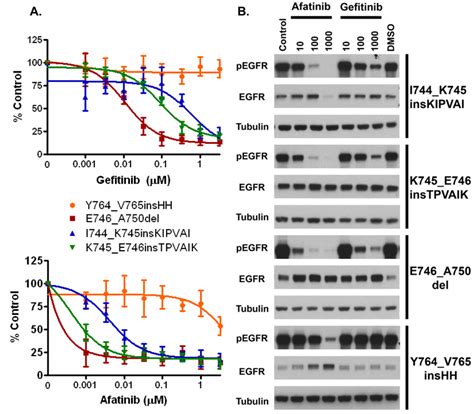 In Vitro Analyses Of Egfr Exon 19 Insertion Mutations A Baf3 Cells