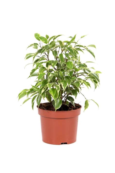 Green Kinky Dwarf Indoor Plants Plantshop Me