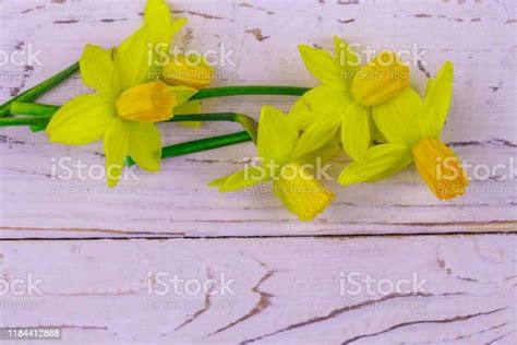 흰색 나무 배경에 노란색 수선화 꽃입니다 발렌타인 데이 여성의 날과 어머니의 날에 인사말 카드 맨 위 보기 복사 공간 공란에 대한 스톡 사진 및 기타 이미지 Istock