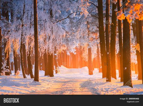 Beautiful Winter Forest