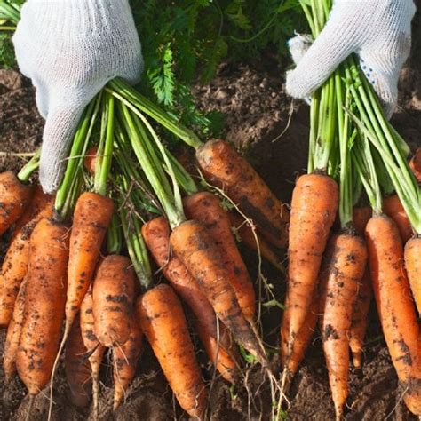 경남 흙 당근 10kg 못난이당근 햇당근 경남 당근 한박스 생당근 부산당근 창원당근 밀양당 홈플러스 택배배송