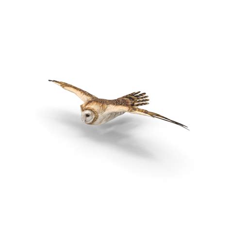 Sonic Owl Hentai Comics Png Images And Psds For Download Pixelsquid