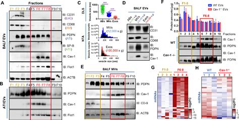 Figure 3 From Identification Of Mirna Rich Vesicles In Bronchoalveolar Lavage Fluid Insights