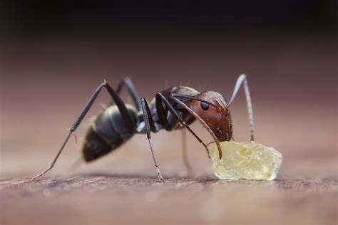 How To Get Ants Out Of Your Hair