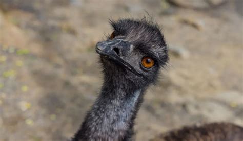 240 Awesome Emu Names Farmhouse Guide