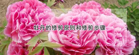 牡丹的修剪原则和修剪步骤 发财农业网