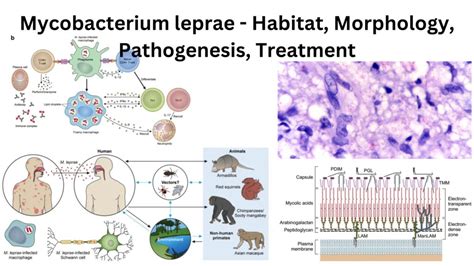 Clostridium Botulinum Overview Biology Notes Online