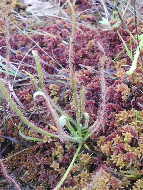 Drosera Graminifolia Botanical Realm