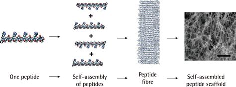 Self Assembly Of Peptides To Form Nanofibres This Is An Example Of A