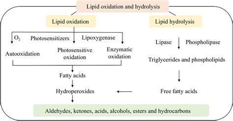 Biological Implications Of Lipid Oxidation Products Dqbmq