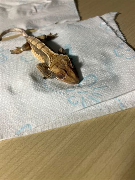 크레스티트 게코 도마뱀 탈피 죽을 것 같아요 지식in