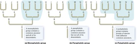 Biology 2 Chapter 25 Flashcards Quizlet