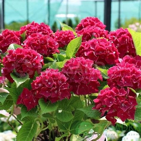 Гортензия крупнолистная Royal Red купить саженцы в Украине