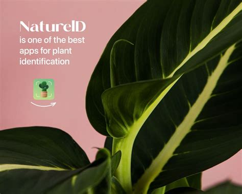 aiby on linkedin aiby natureid natureid app mobdev ai android