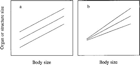 How Ditrerences In Allometry Coefficients Lead Either To Differences In Download Scientific