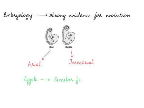 Solved What Is Biogenetic Law How Does Comparative Embryology Provides Evidences For Evolution