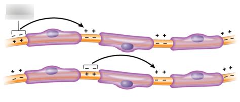 Saltatory Conduction