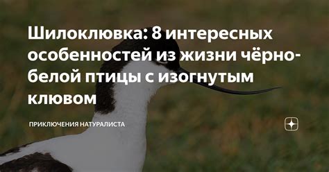 Шилоклювка 8 интересных особенностей из жизни чёрно белой птицы с изогнутым клювом