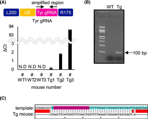 One‐step Generation Of Mice With Gene Editing By Tol2 Transposon‐dependent Grna Delivery