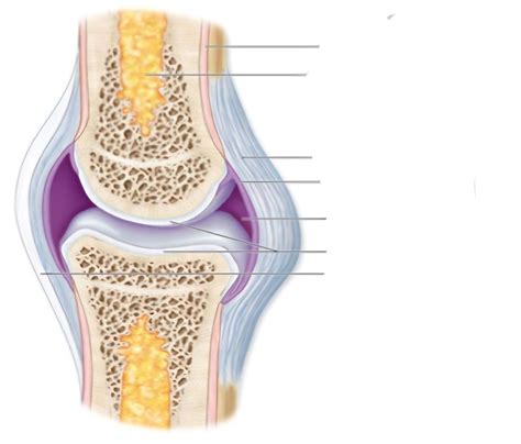 Typical Synovial Joint Labeled Diagram Quizlet