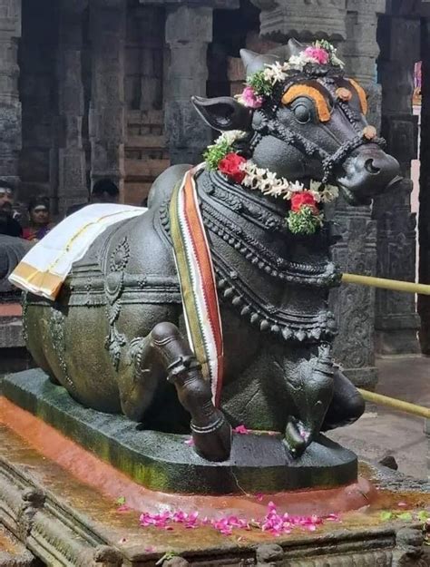 Pin By Ramu On Ram Bull Images Nandi Bull Images Cow Photography