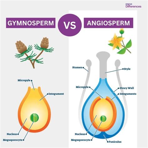 Difference Between Angiosperm And Gymnosperm