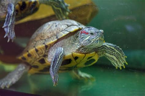 Подводная фотография рыбы Trachemys Scripta Elegans крупным планом