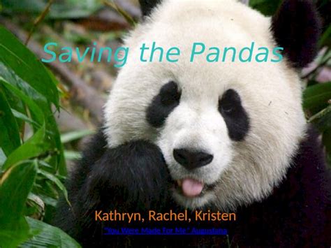 Pptx Saving The Pandas Dokumentips