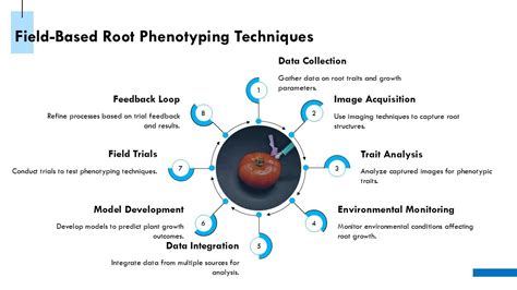 Root Phenotyping Techniques For Enhanced Plant Growth Ppt Sample St Ai
