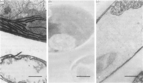 Electron Micrographs Of Sectioned Intact Cells Bars 05 Pm A